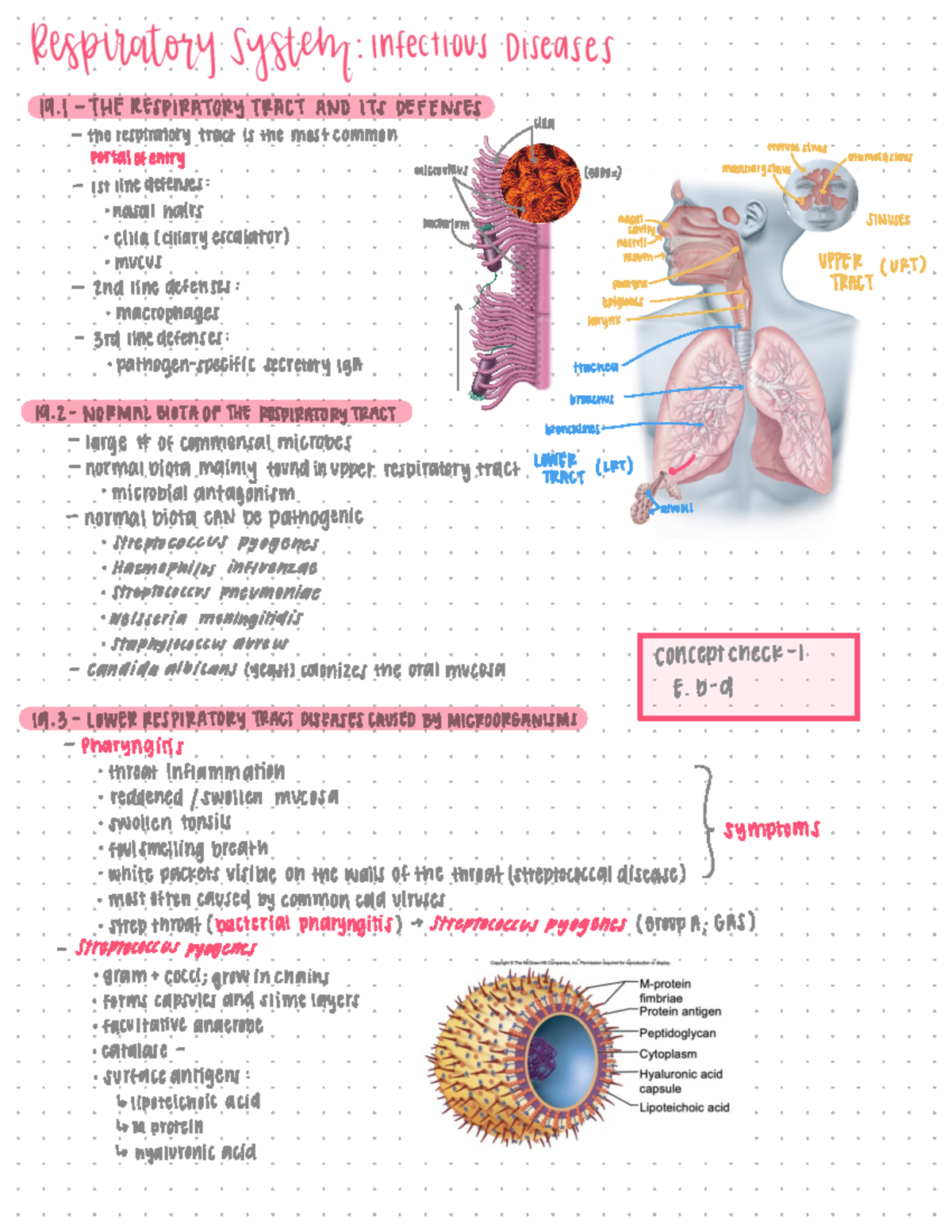 WKU BIOL 207 Chapter 19 - Respiratory System Infectious Diseases - THE ...