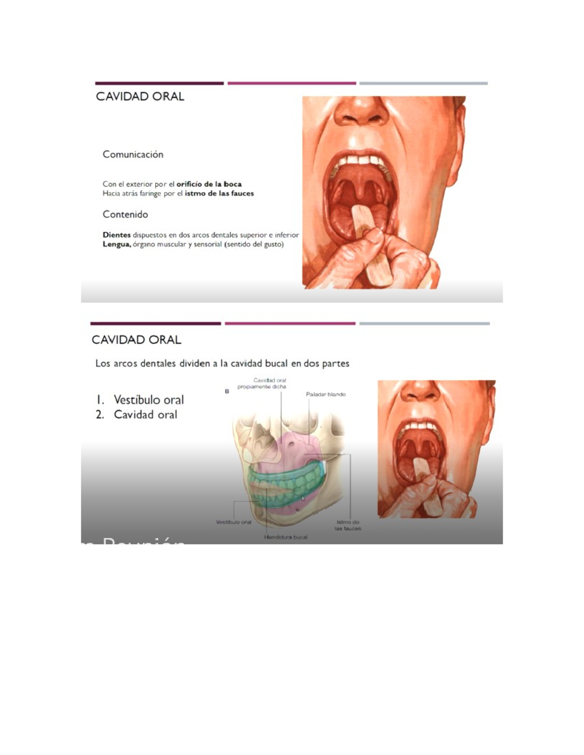 Cavidad oral clase - El itsmo de las fauces es el limite que hay entre ...