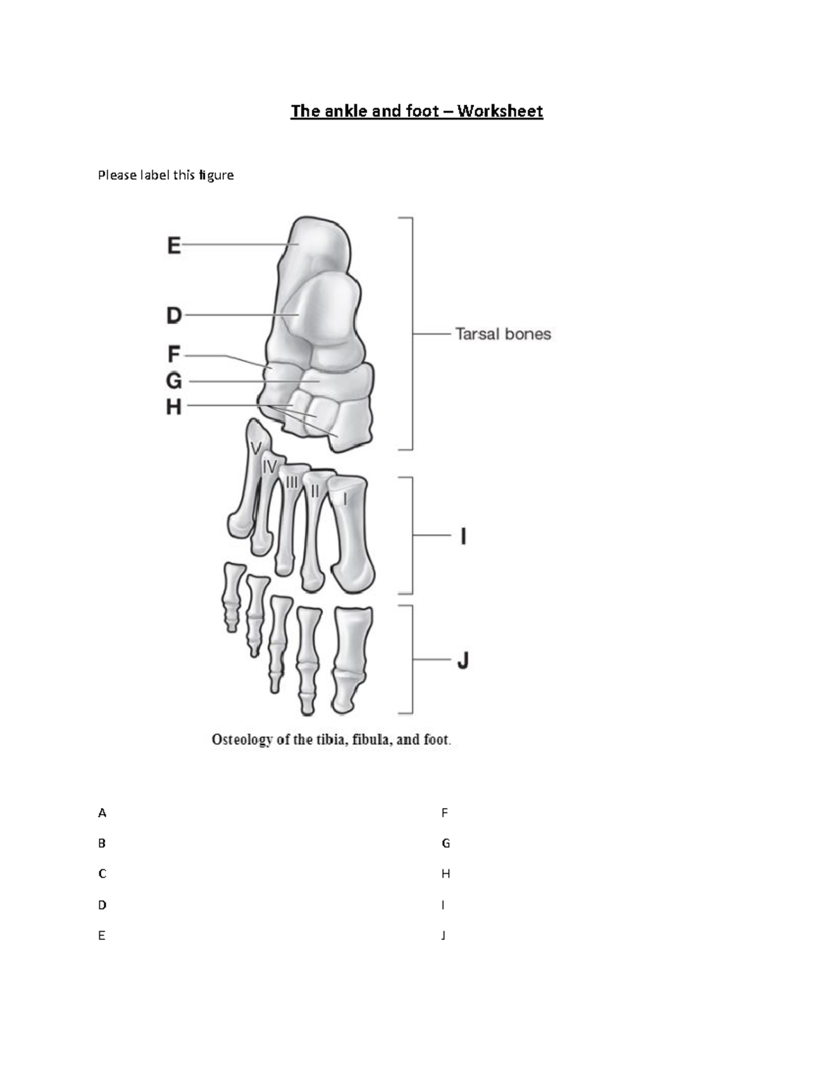 The ankle and foot worksheet - The ankle and foot – Worksheet Please ...