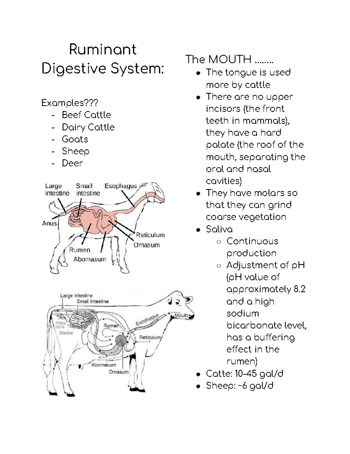 Ruminant System Guide - Ruminant Digestive System: Examples??? - Beef ...