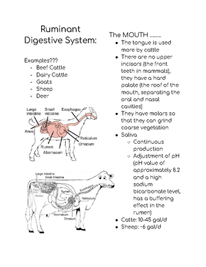 Equine digestive system - Equine Digestive System Examples ??? Horses ...