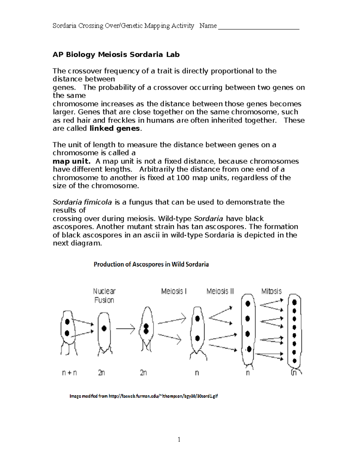 Meiosis lab sordariaactivity-1 - AP Biology Meiosis Sordaria Lab The ...