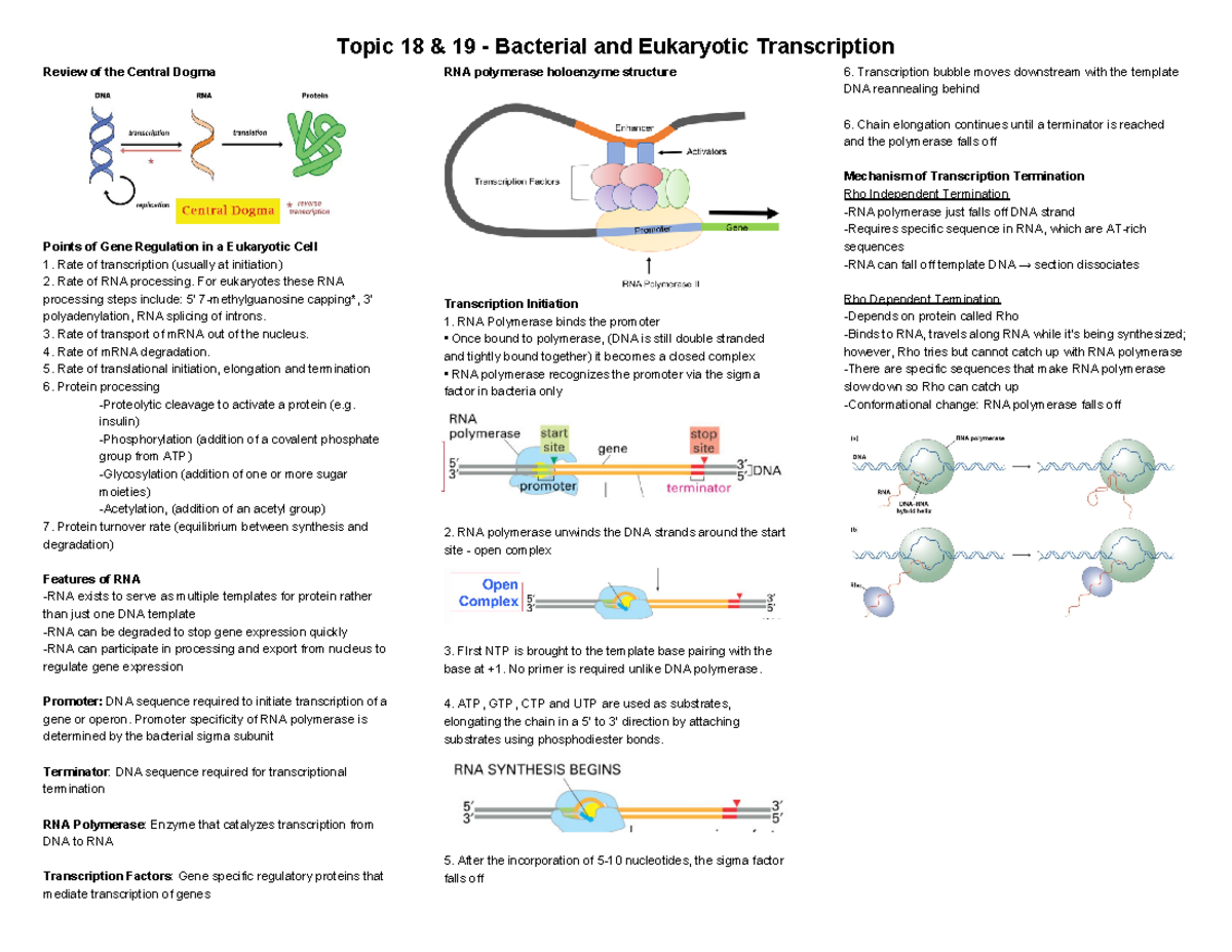 Biochem Cheat Sheet 18 19 - Topic 18 & 19 - Bacterial and Eukaryotic ...
