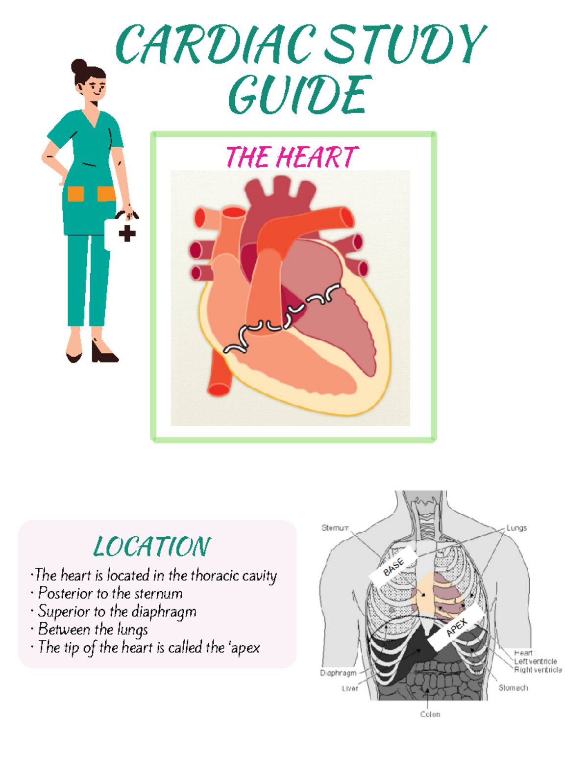 Cardiac - CARDIAC STUDY GUIDE THE HEART •The heart is located in the ...