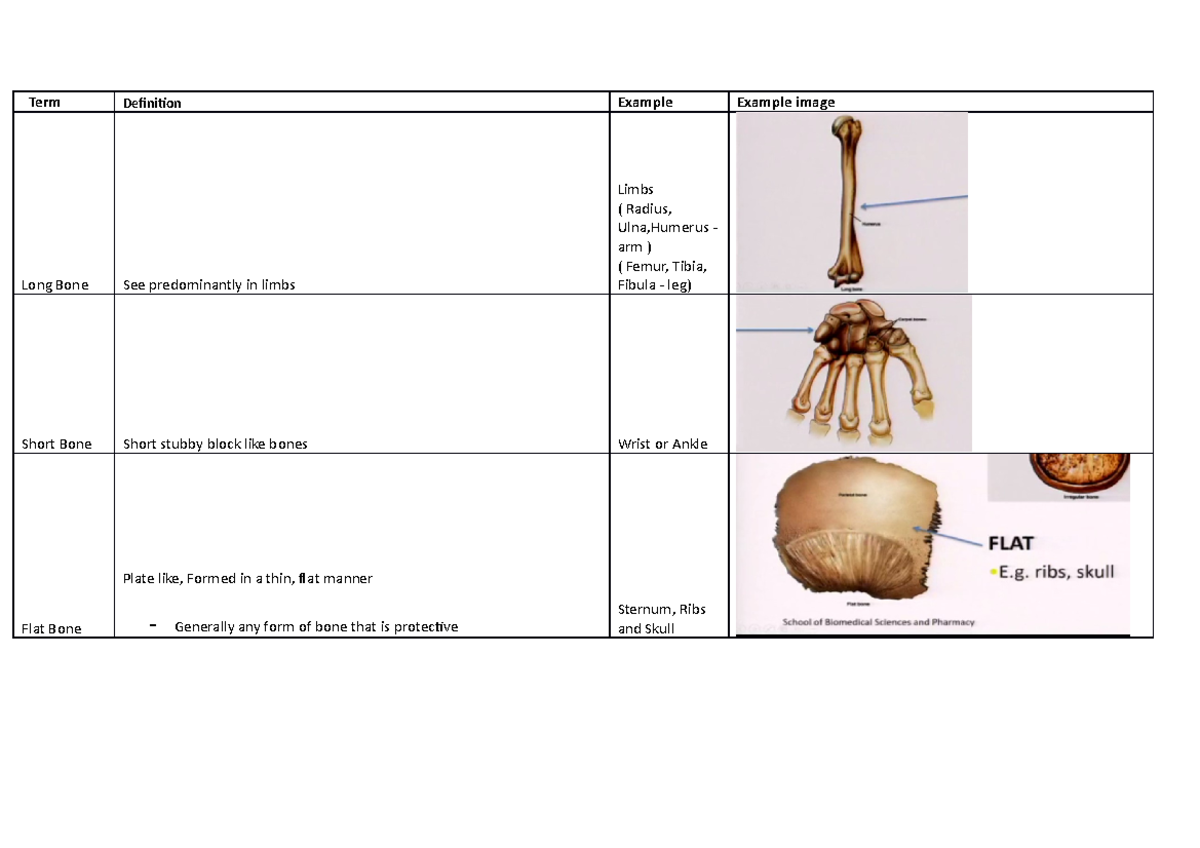 HUBS1105 Glossary - Term Definition Example Long Bone See predominantly ...