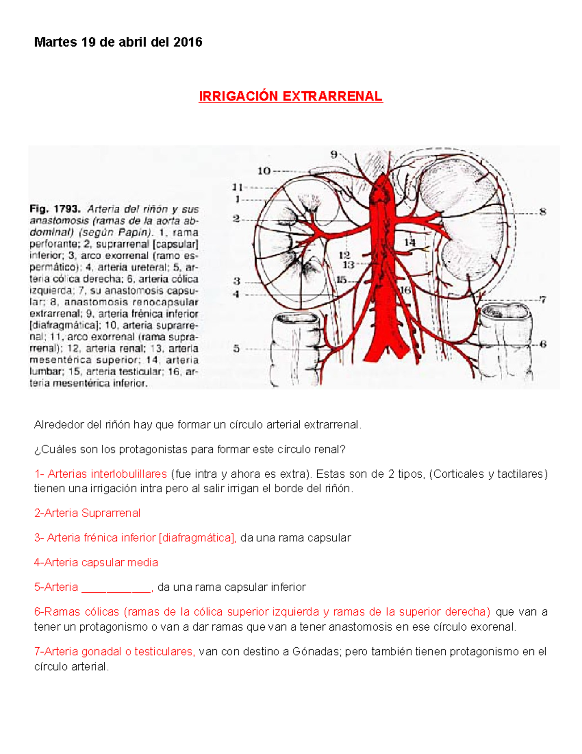 Irrigación de riñon, venoso, inervacion, linfatico y mas ©©© - Martes ...