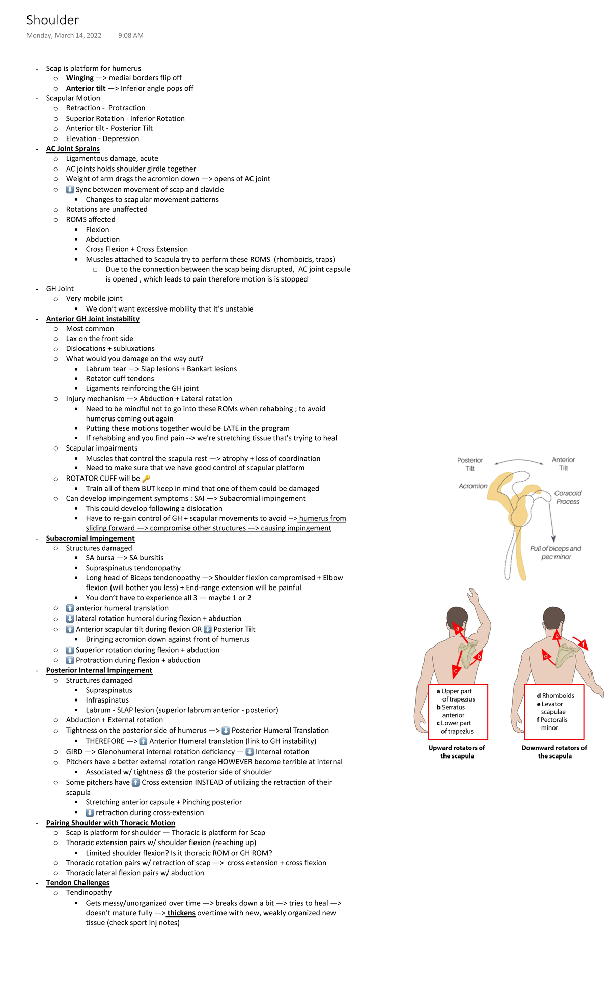 Shoulder - Scap is platform for humerus ï Winging 4> medial borders ...