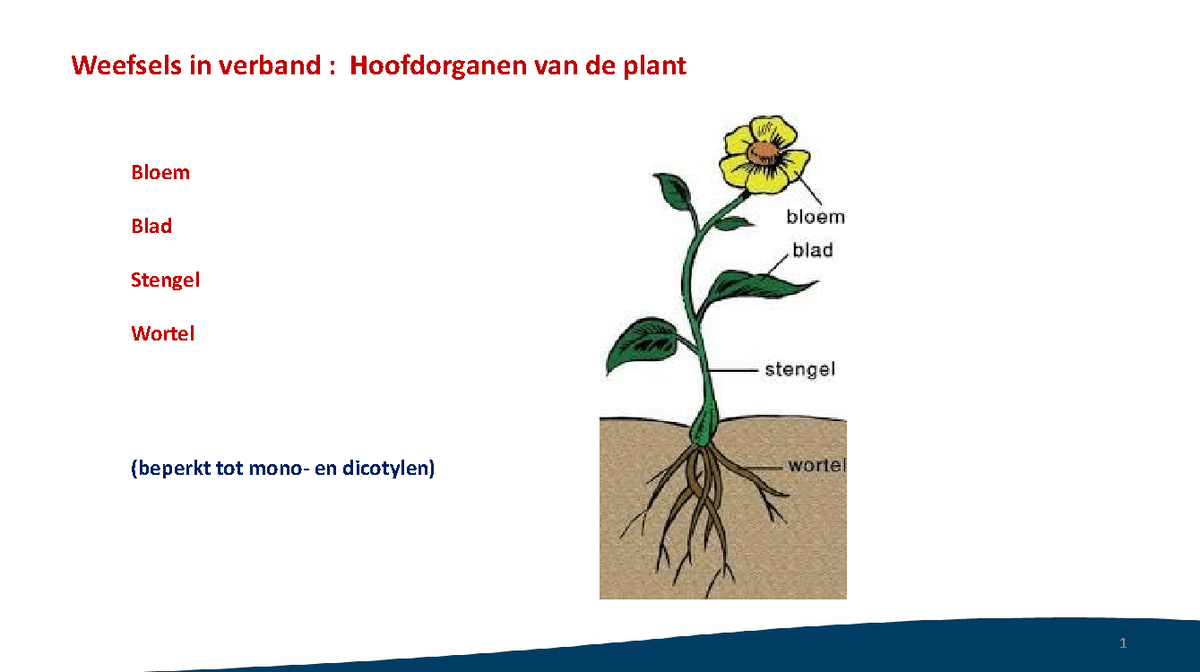 03b Basisbegrippen Plantkunde deel 2a - Weefsels in verband ...
