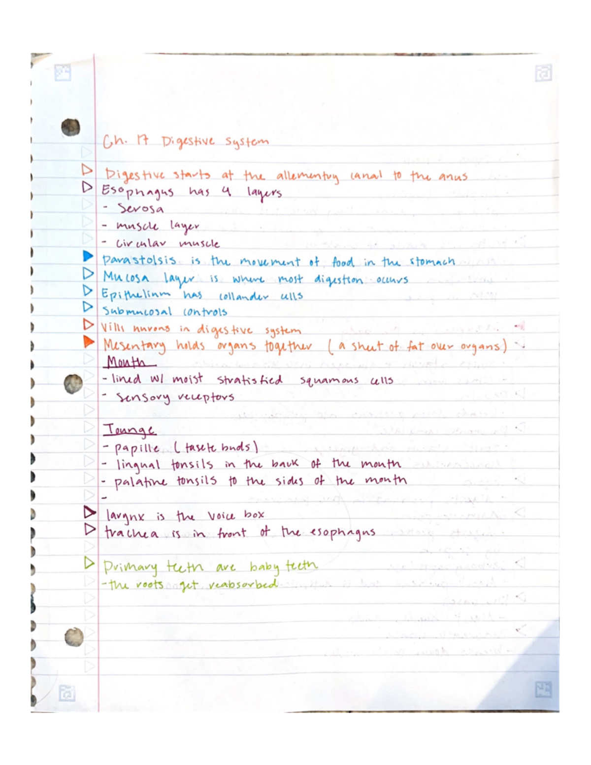 Ch. 17 Digestive System (Sheehan) - BISC 227 - LA Tech - Studocu