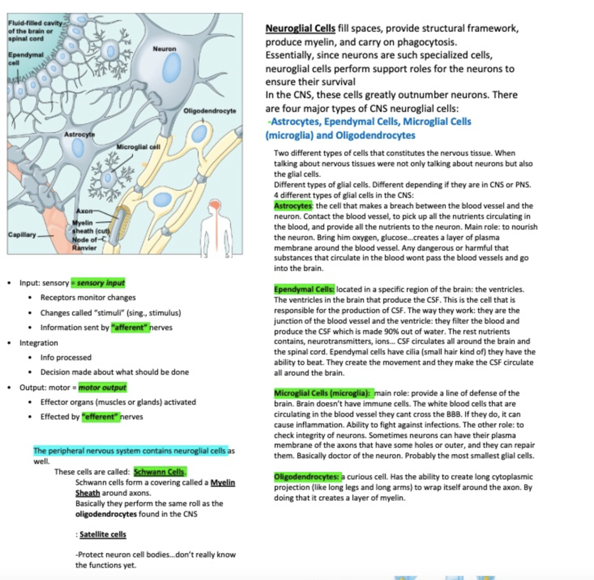 Human Anatomy and Physiology Notes - Bio 264 - Studocu
