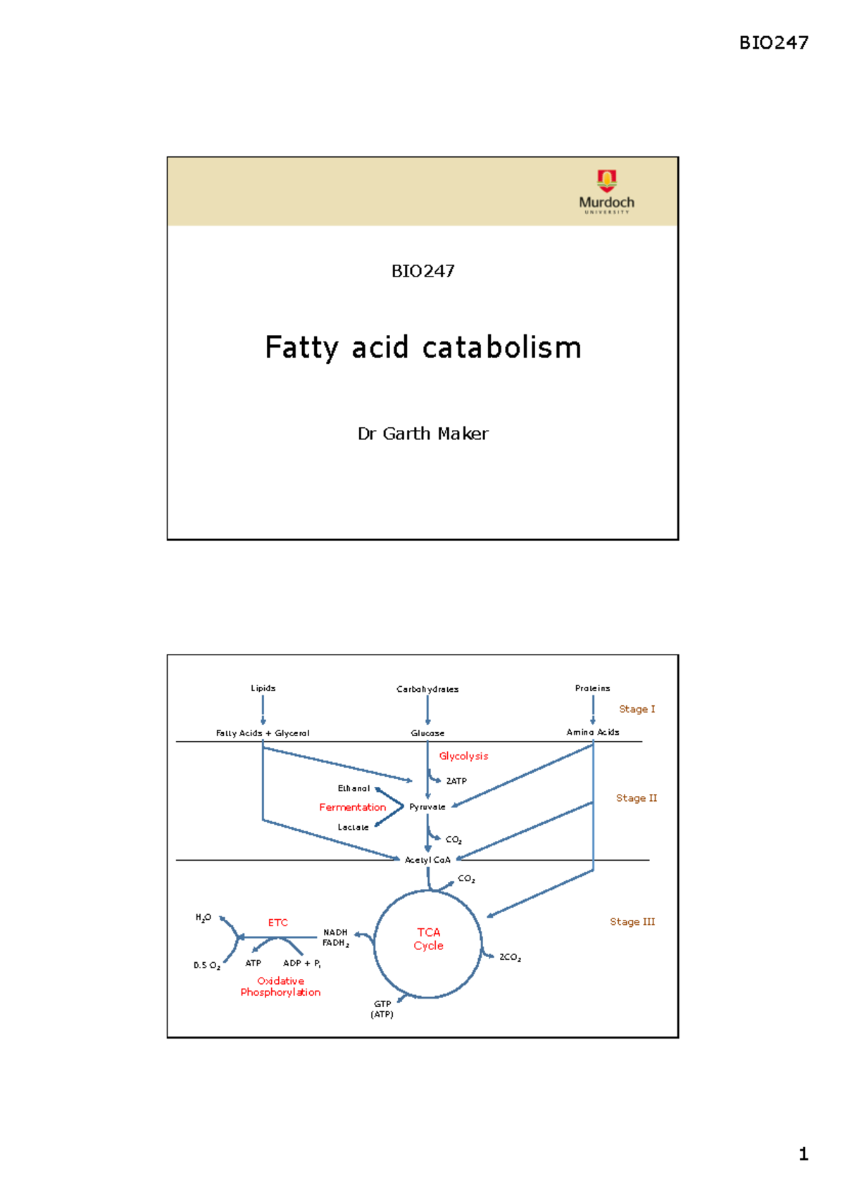 L16 - Fatty acid catabolism - Fatty acid catabolism Dr Garth Maker BIO ...
