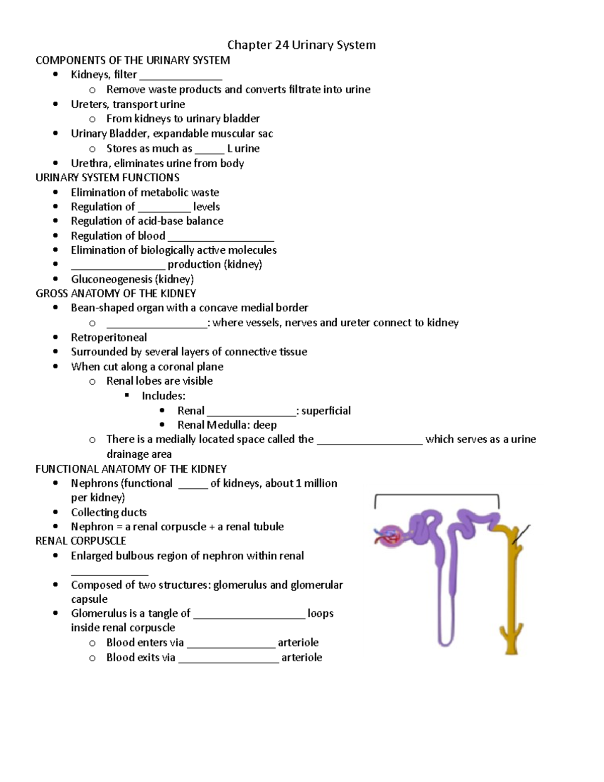 Chapter 24 Urinary System (no CCM) - COMPONENTS OF THE URINARY SYSTEM ...