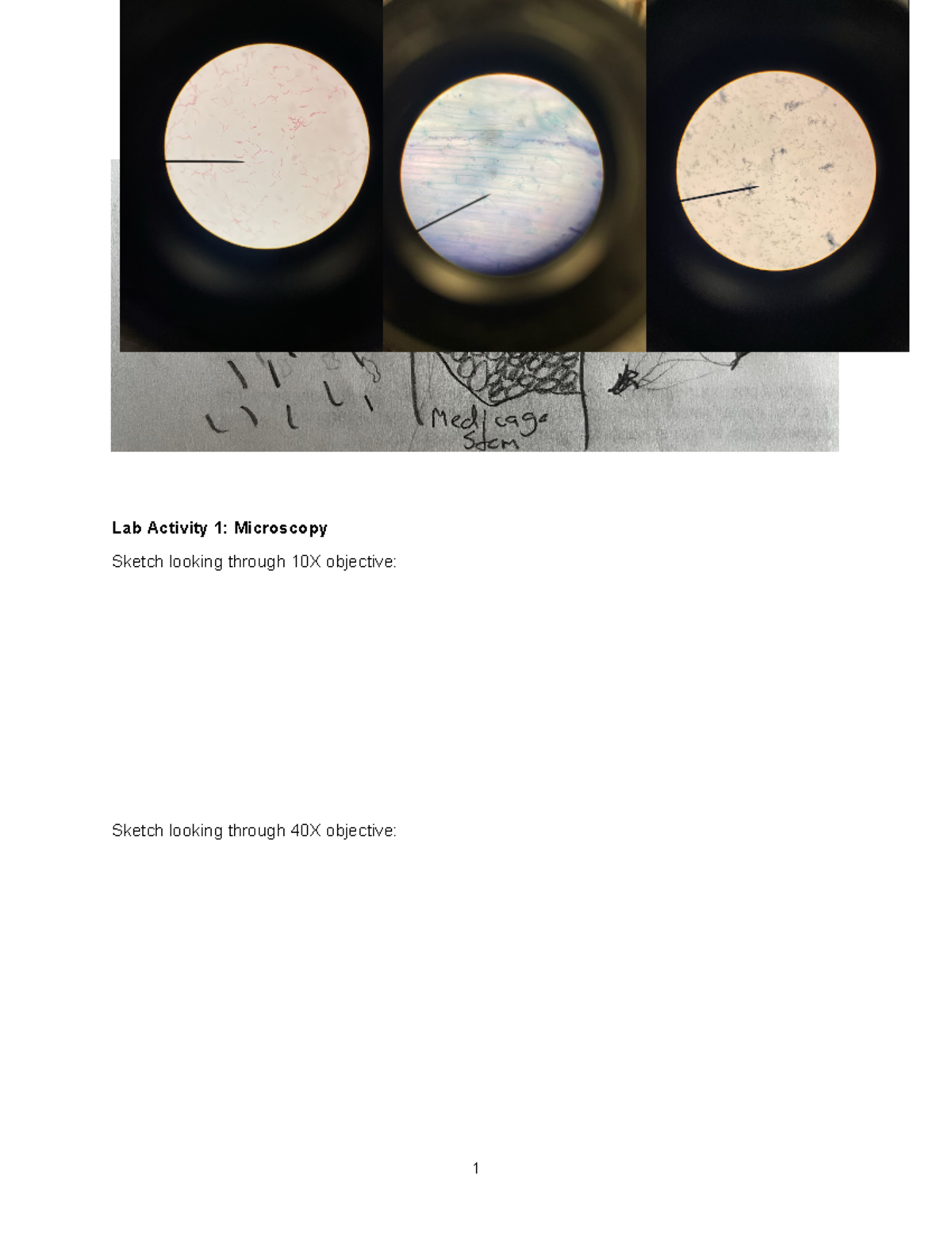 Cell division lab part 1 (completed)02 - Section ...
