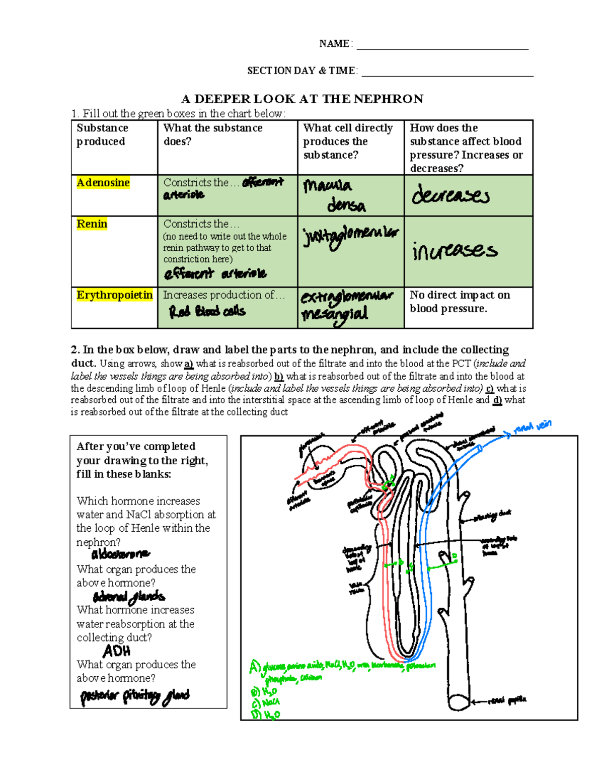 Deeper Look at Nephron HW Worksheet - NAME ...