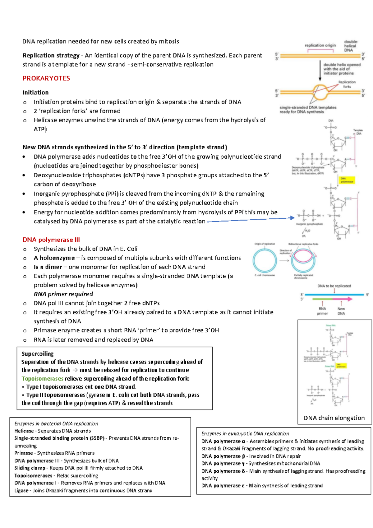 L8 DNA replication - Notes on the lecture - DNA replication needed for ...