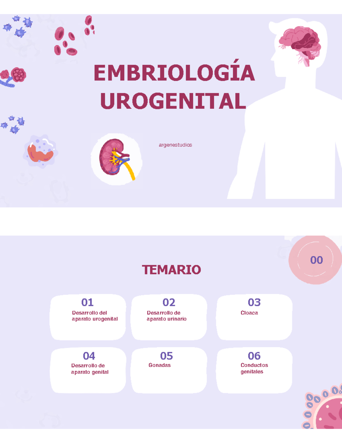 Aparato Urogenital - resumen - EMBRIOLOGÍA UROGENITAL argenestudios ...