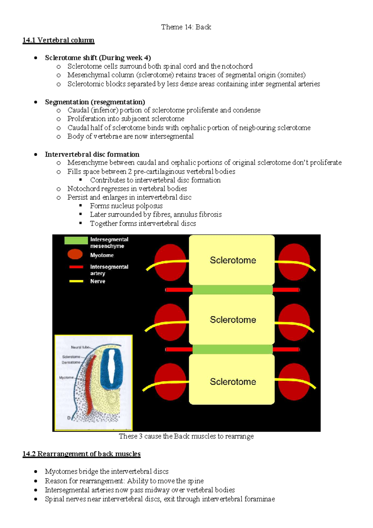 Theme 14 - Back - Theme 14: Back 14 Vertebral column Sclerotome shift ...