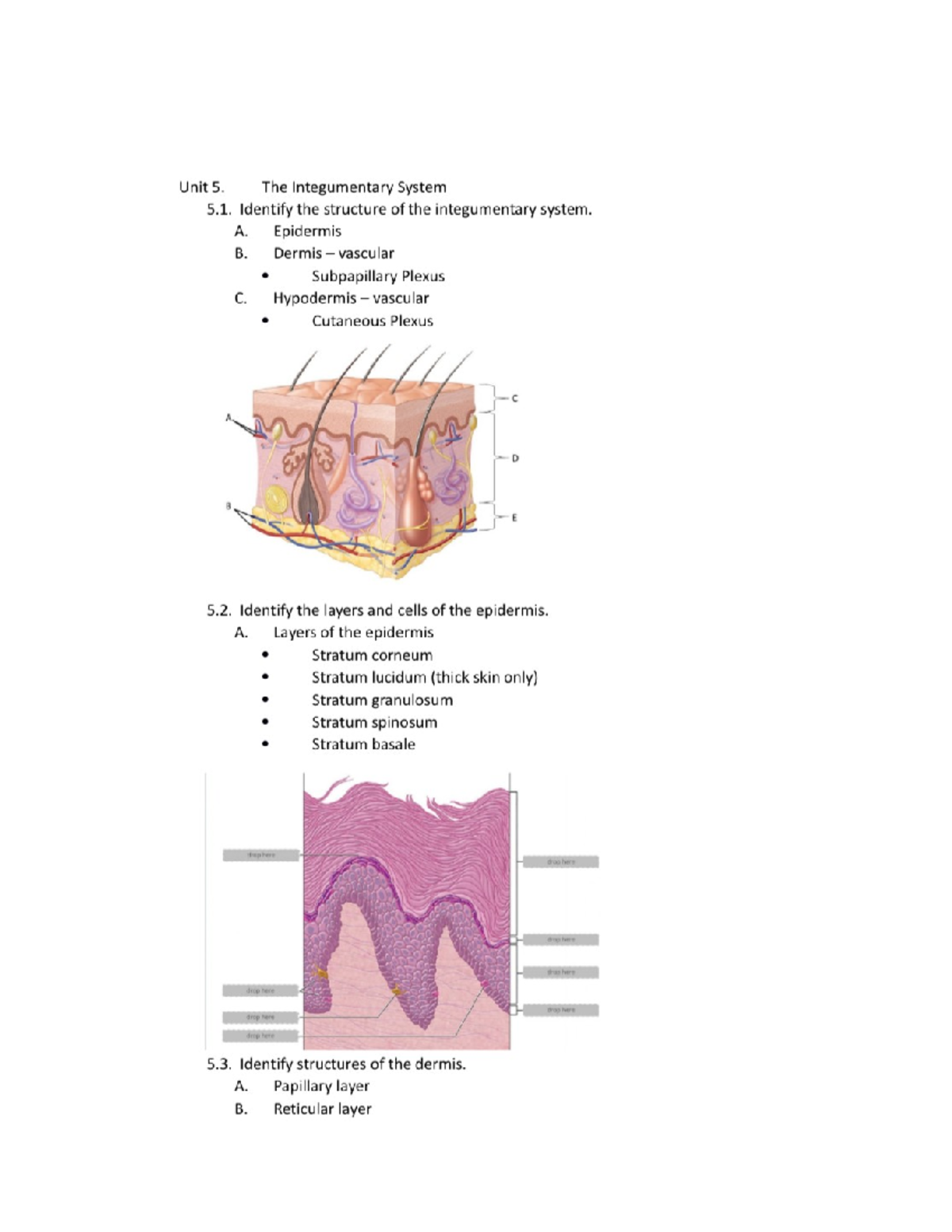 Unit 5 & 6 A&P - Unit 5 and 6 - Unit 5. The Integumentary System 5 ...