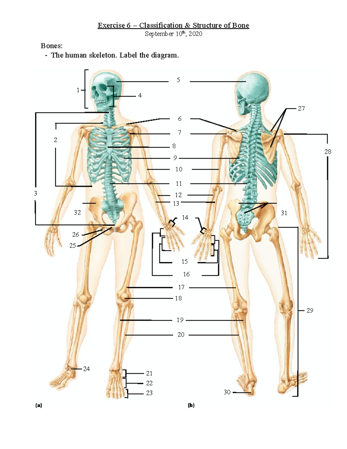 Exercise 6 Classification Structure Of Bones Outline Exercise 6 
