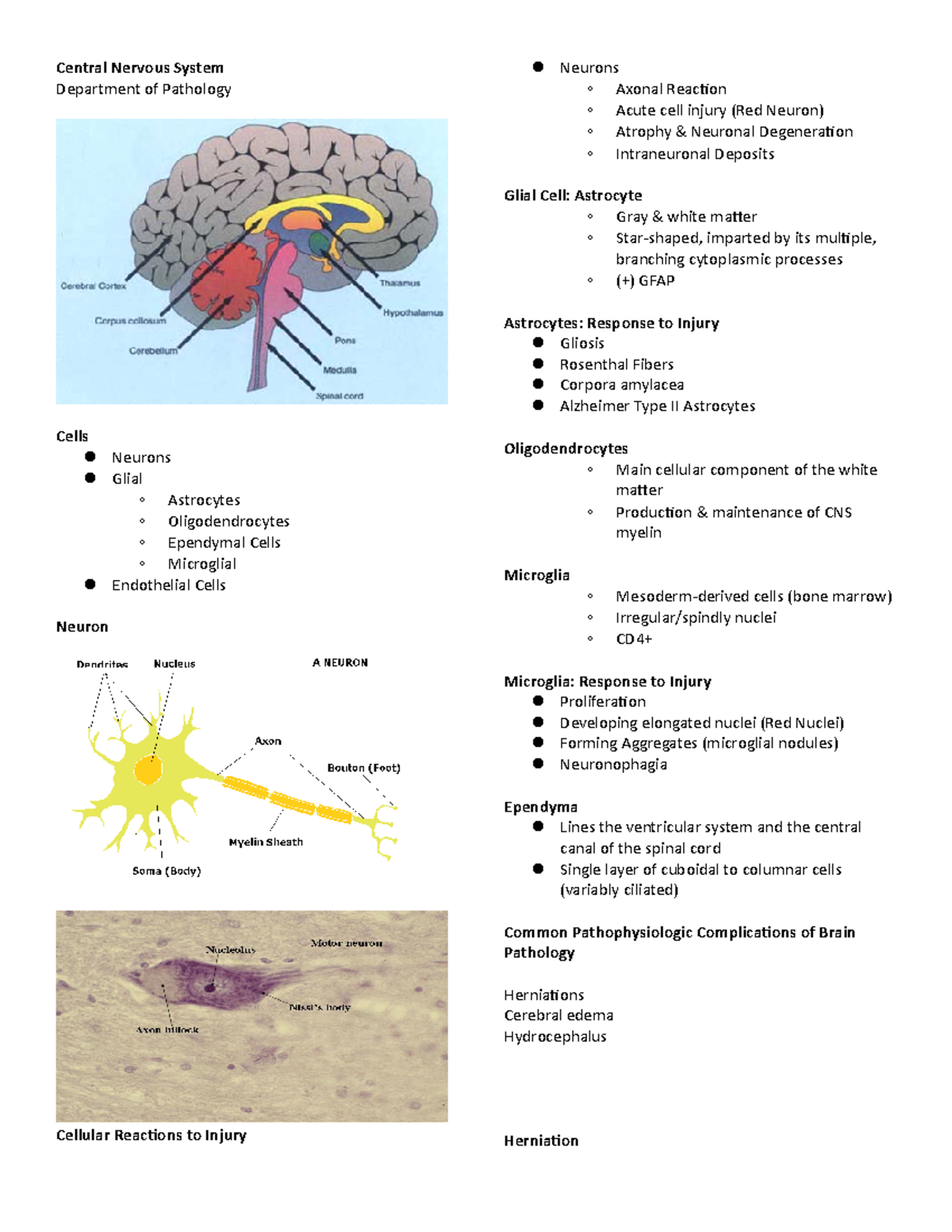 Central Nervous System - Central Nervous System Department of Pathology ...
