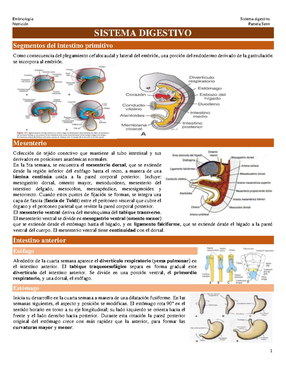 Embrio Sistema digestivo NUT - Embriología Sistema digestivo Nutrición ...
