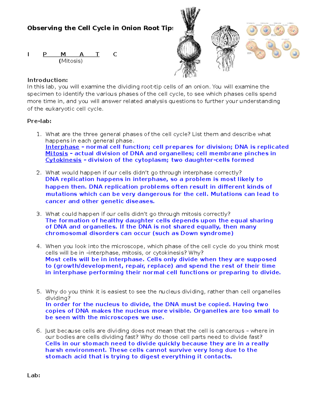 Cell Cycle In Onion Roots Lab Key Observing The Cell Cycle In Onion
