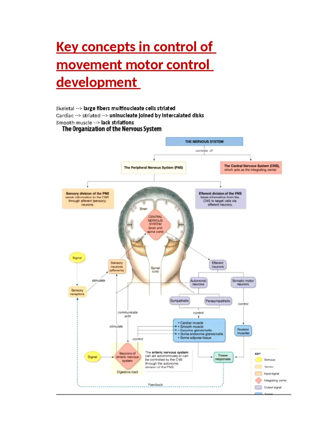 Mod 1 systems notes - Key concepts in control of movement motor control ...