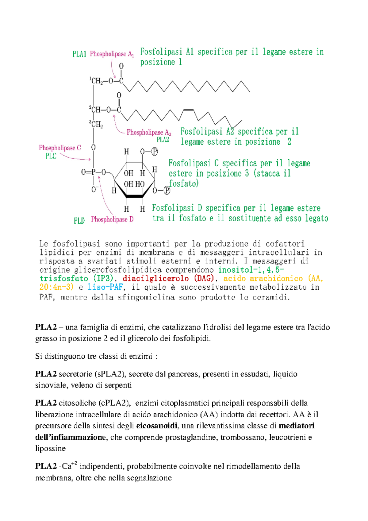 Appunti su catabolismo dei lipidi - PLA2 una famiglia di enzimi, che ...