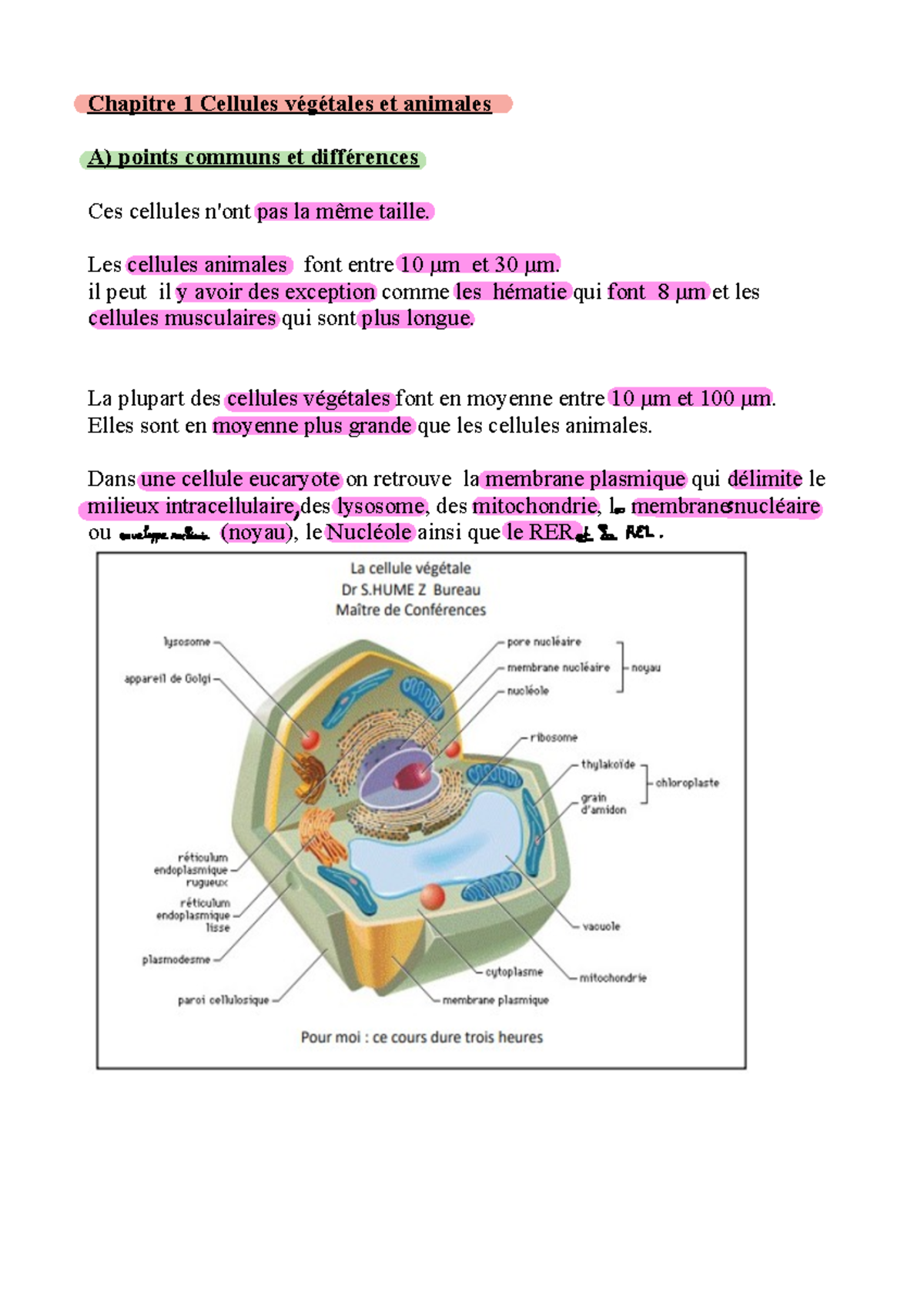 Chapitre 1 Cellules végétale - Chapitre 1 Cellules végétales et ...