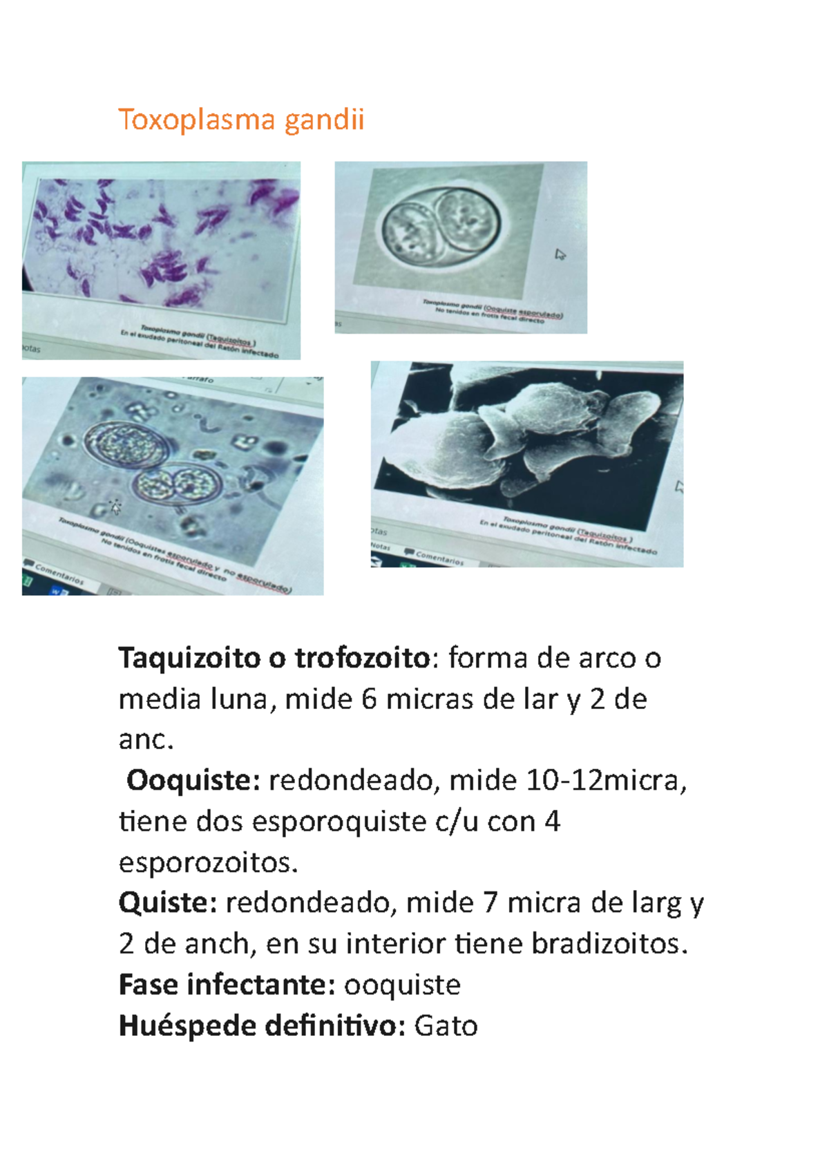 Segundo parcial lab parasito - Toxoplasma gandii Taquizoito o ...
