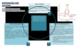 Celda prostática: Próstata, Neuroanatomía de Porrero - Celda prostática ...