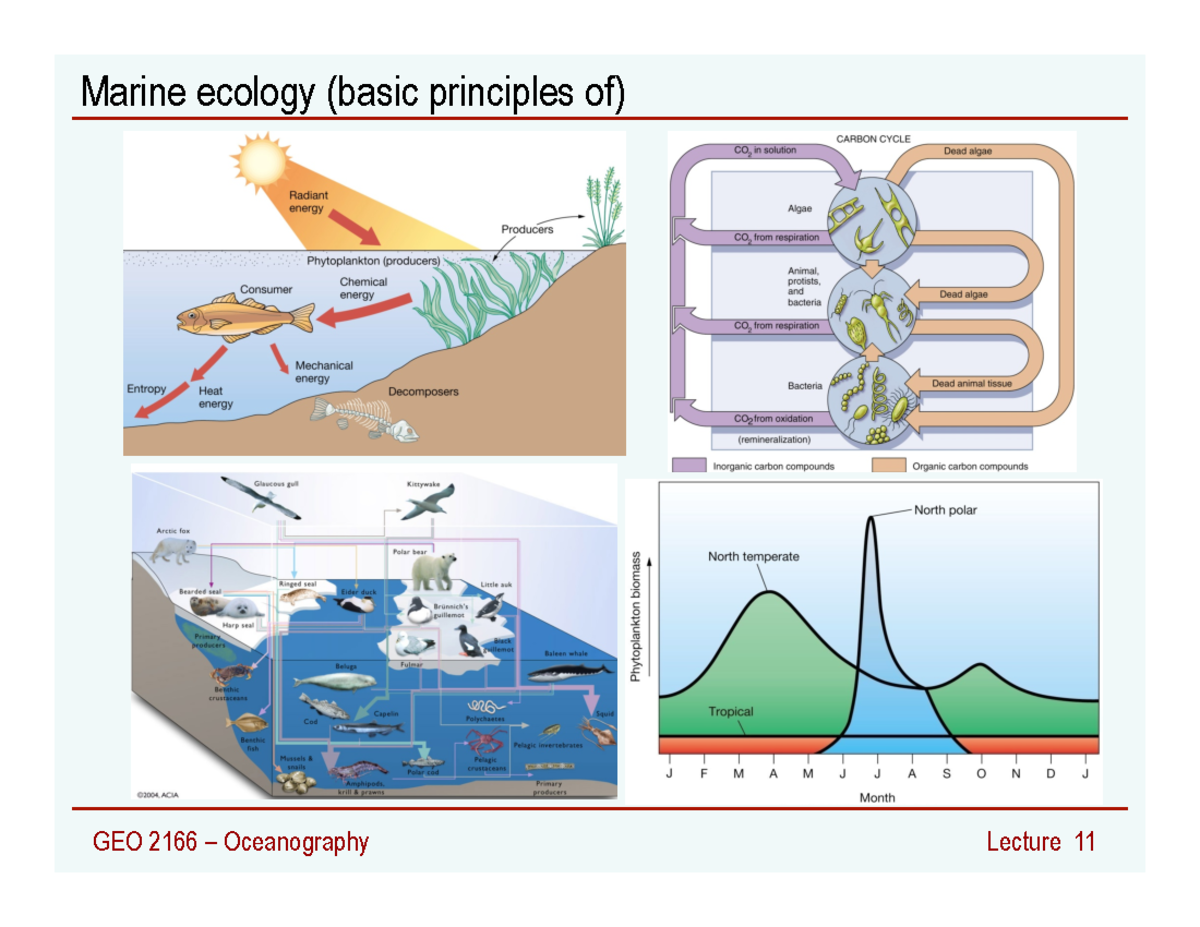 Lecture 10 Marine Ecology - Marine ecology (basic principles of ...