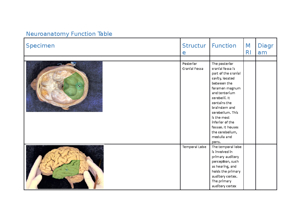 Neuroanatomy Structure- Function Table - Neuroanatomy Function Table ...
