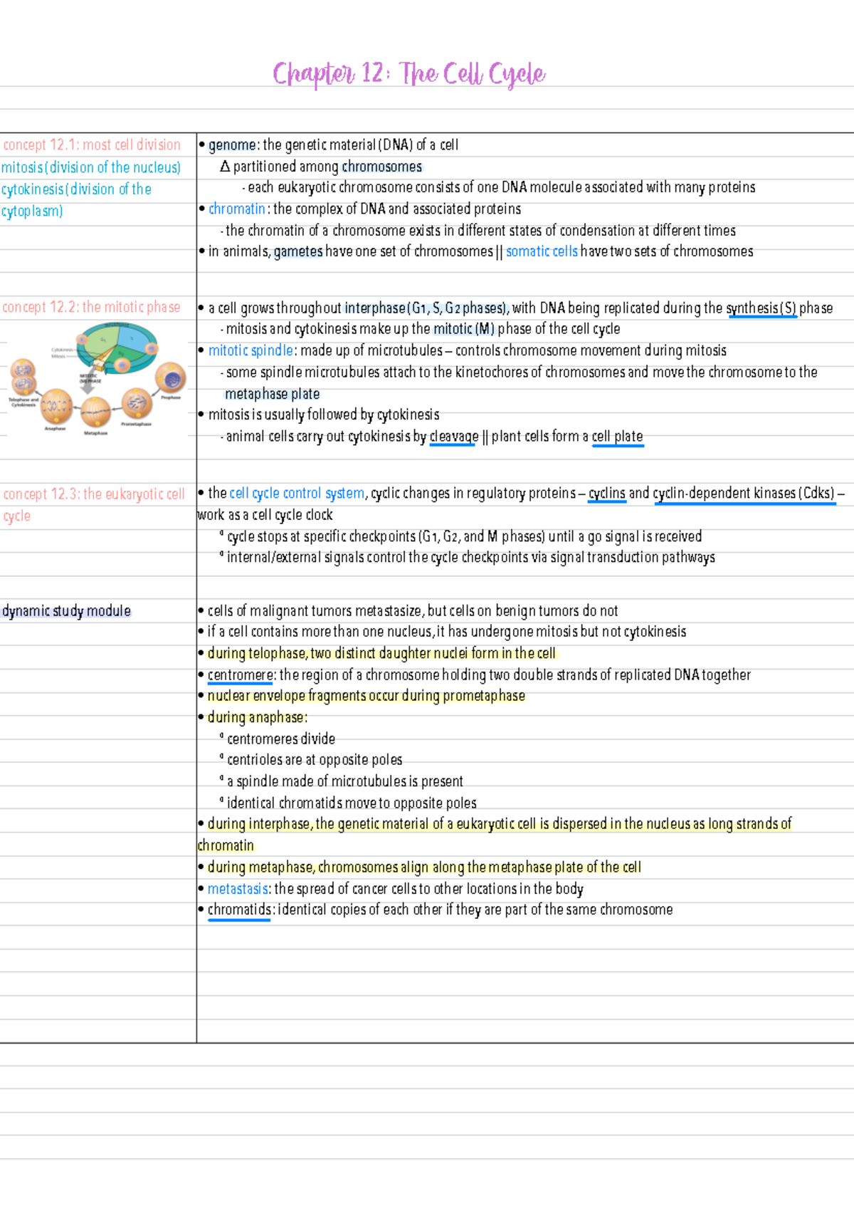 Chapter 12: Cell Cycle - Chapter 12: The Cell Cycle concept 12: most ...
