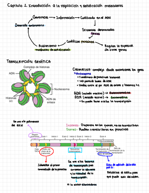 Cap 20: Desarrollo del ojo - Capítulo 20: ojo Copa óptica y vesícula ...