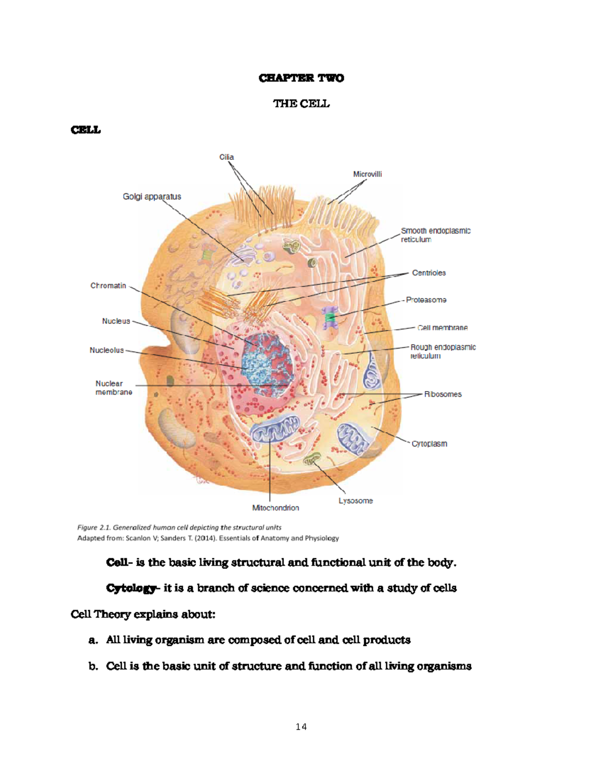 The Cell Reviewer - Anatomy and Physiology (Chapter 2) - CHAPTER TWO THE CELL CELL Cell- is the ...