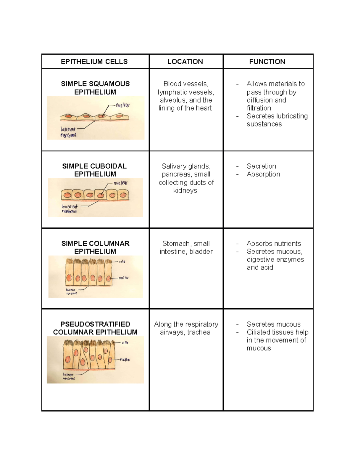Introduction TO Physiology Practical 1 - Epithelium Tissue - EPITHELIUM ...