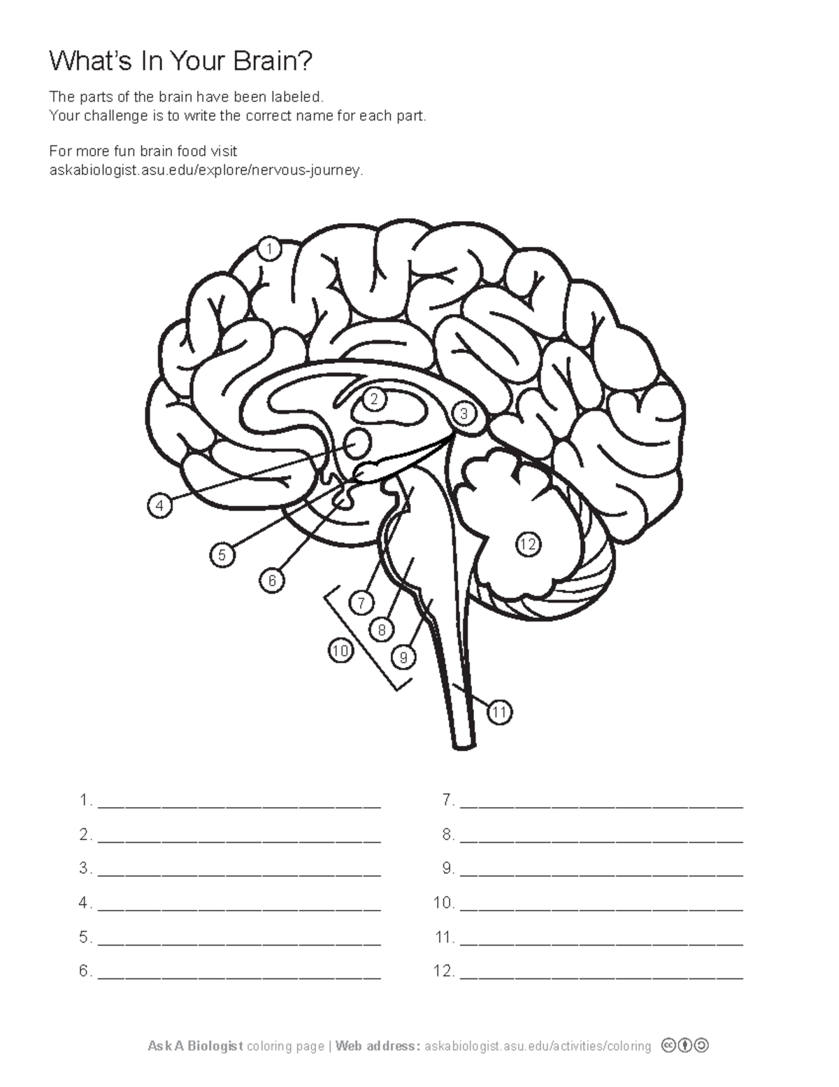 Aab brain parts - What’s In Your Brain? The parts of the brain have ...