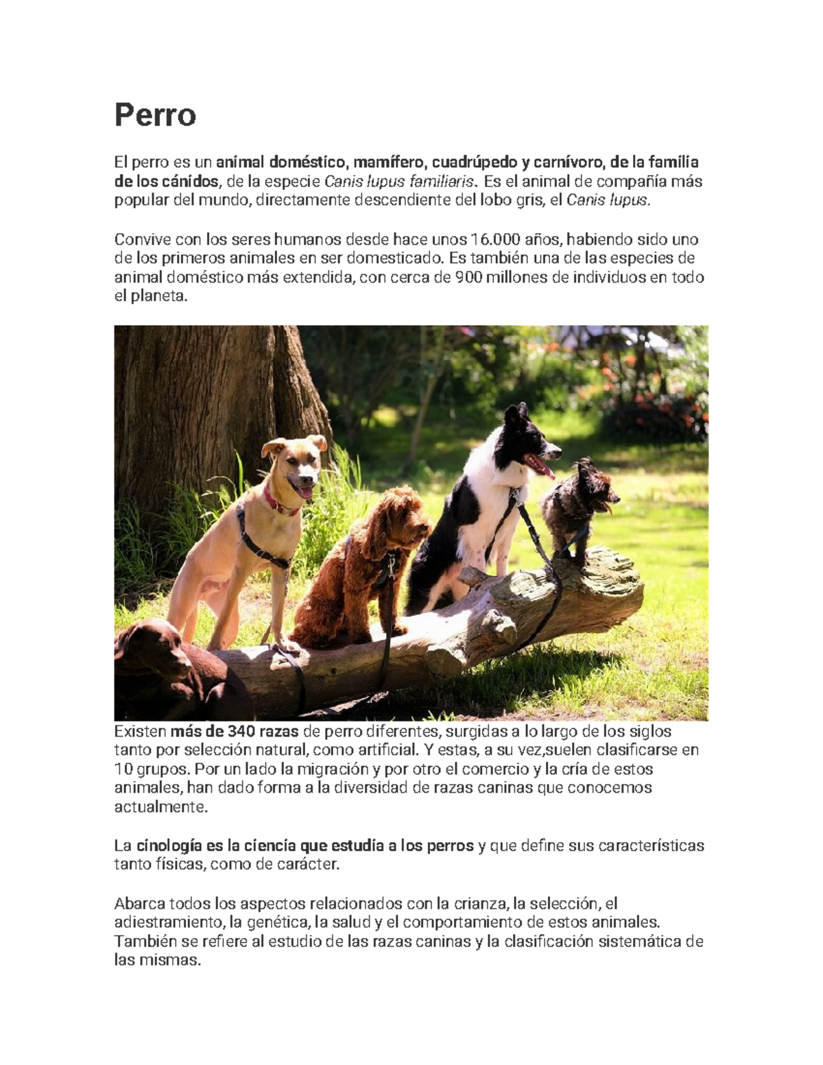 Perro - LOS PERRITOS - Perro El perro es un animal doméstico, mamífero ...