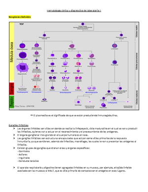 Síndrome anémico y clasificación de las anemia - Warning: TT: undefined function: 32 Warning: TT ...