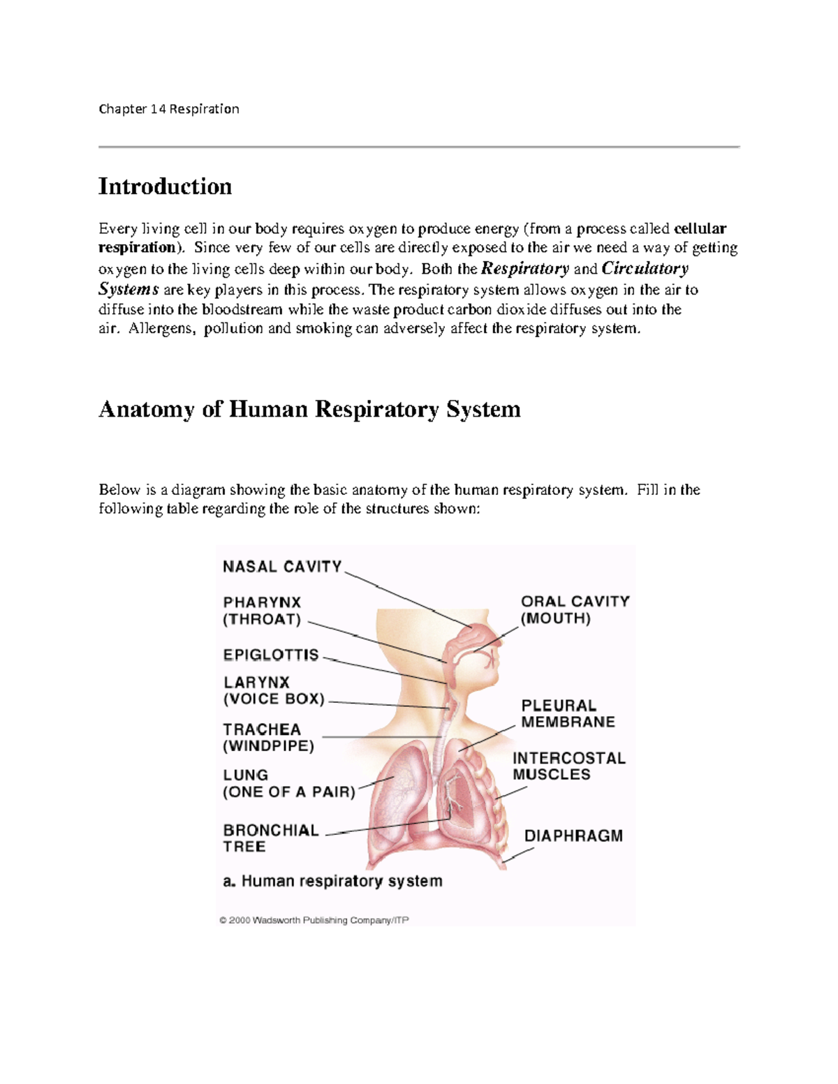 Notes Ch 14 Respiratory System(1) copy - Chapter 14 Respiration ...