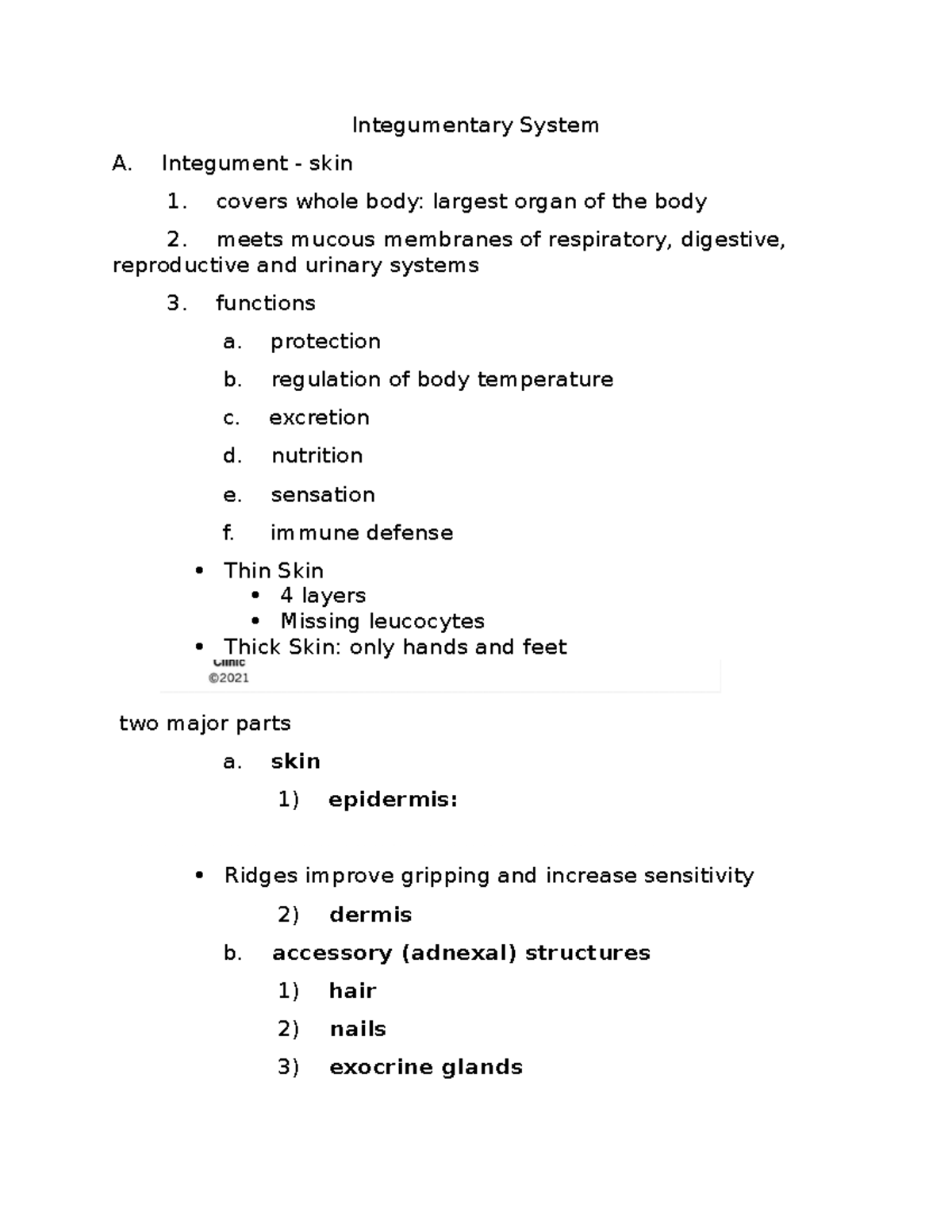 Integumentary System - Study Guide - Integumentary System A. Integument ...