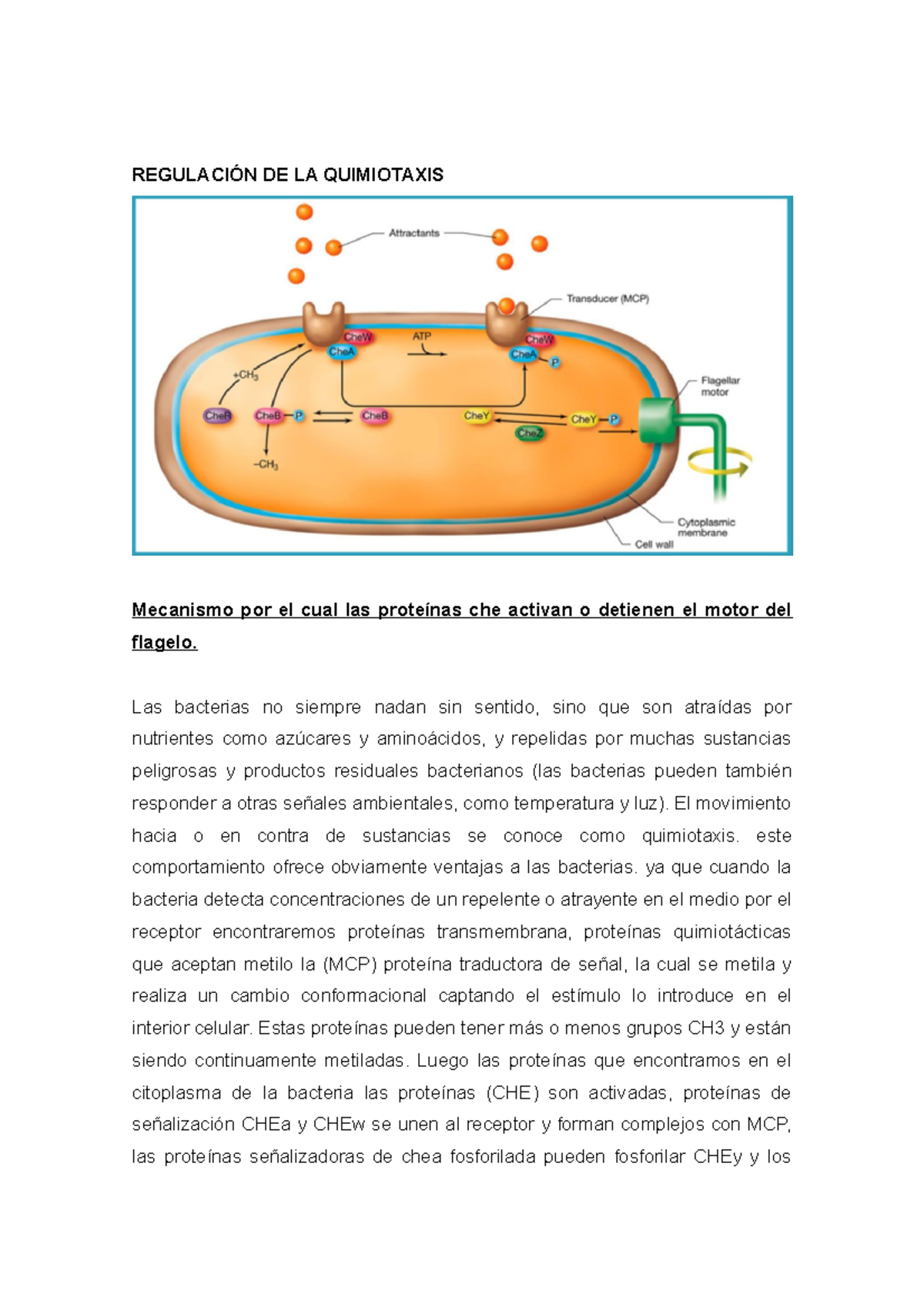 Regulación de la quimiotaxis. microbiologia - REGULACIÓN DE LA ...