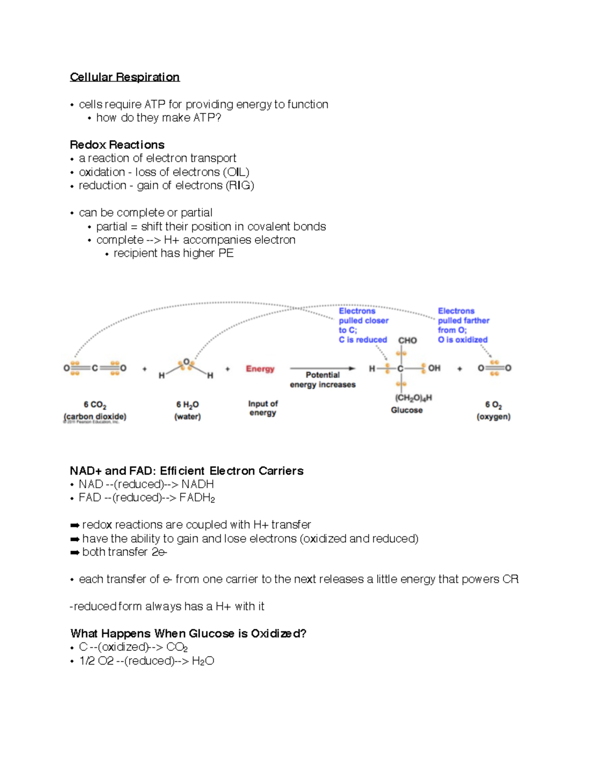 BIOL2000 Lecture 13 - notes from class - Cellular Respiration cells ...