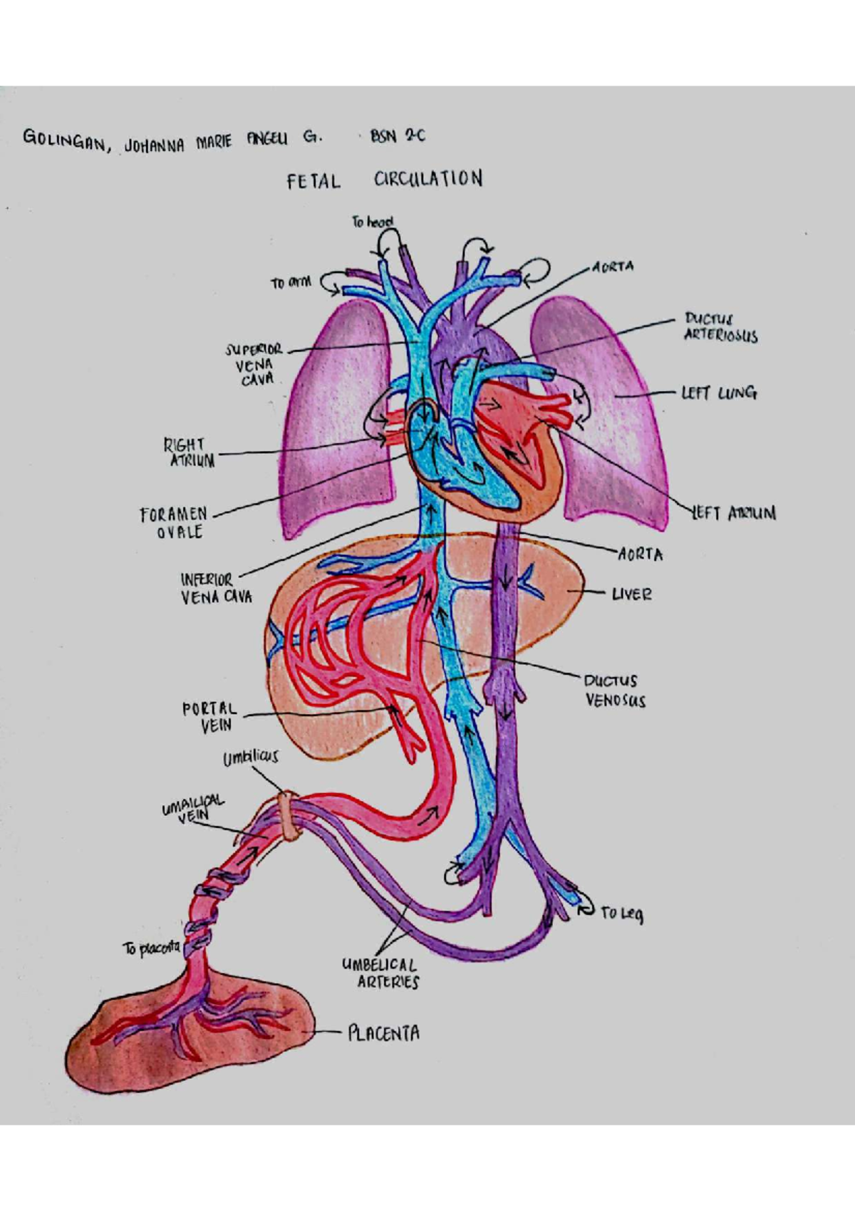 Golingan LO3 - Fetal Circulation - HOW THE FETAL CIRCULATION WORKS ...