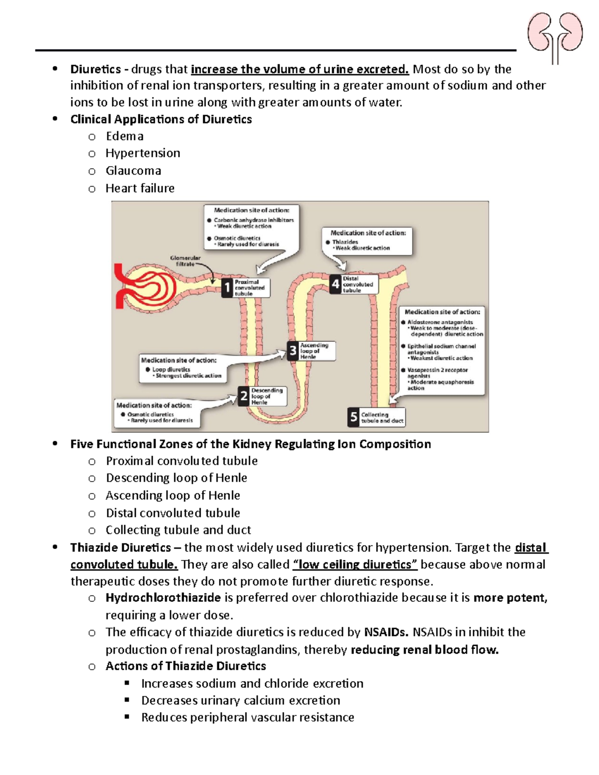 Kidney study guide - DONE - Diuretics - drugs that increase the volume ...