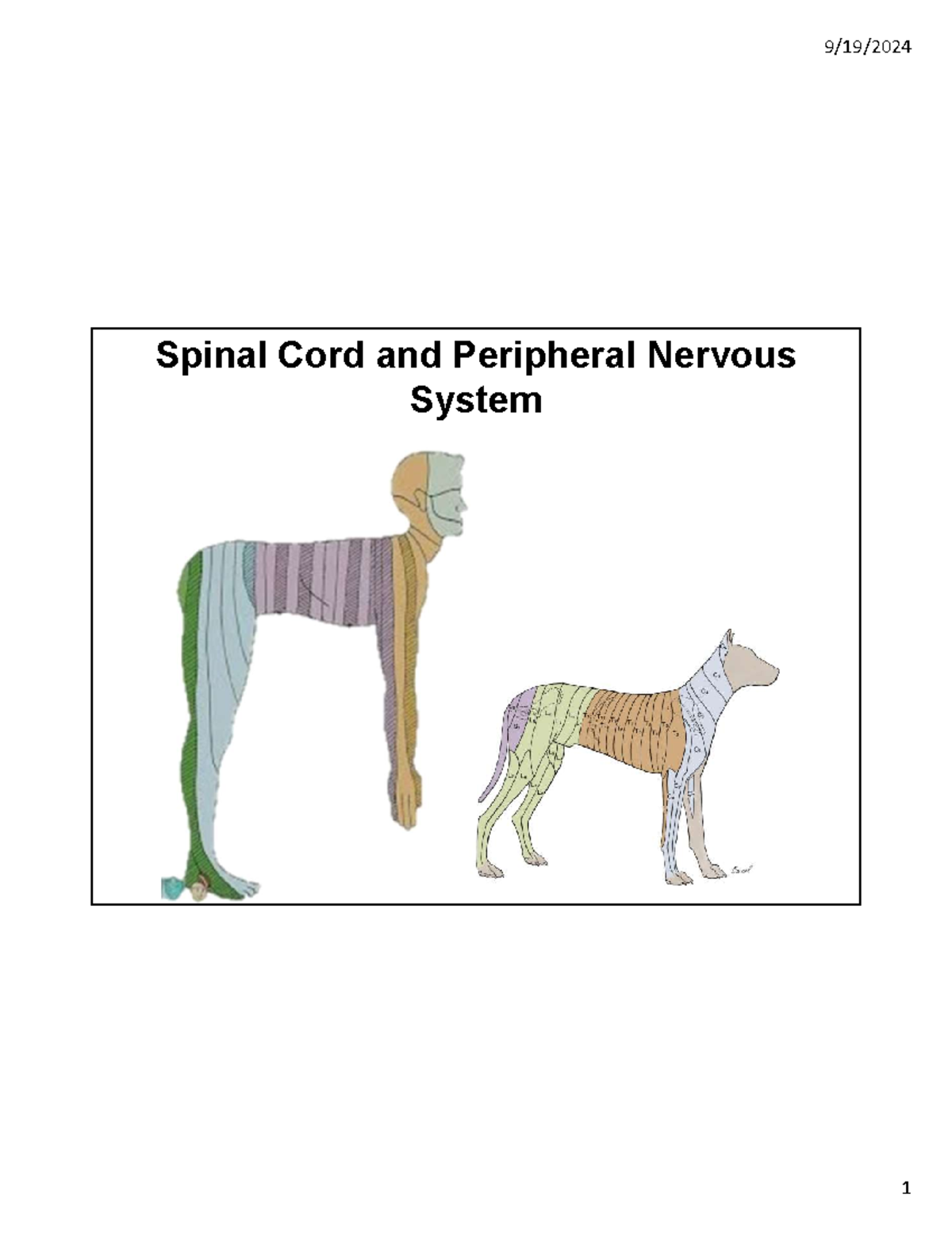 L3 Spinal Cord PNSAnatomy F2024 1Slide - Spinal Cord and Peripheral ...