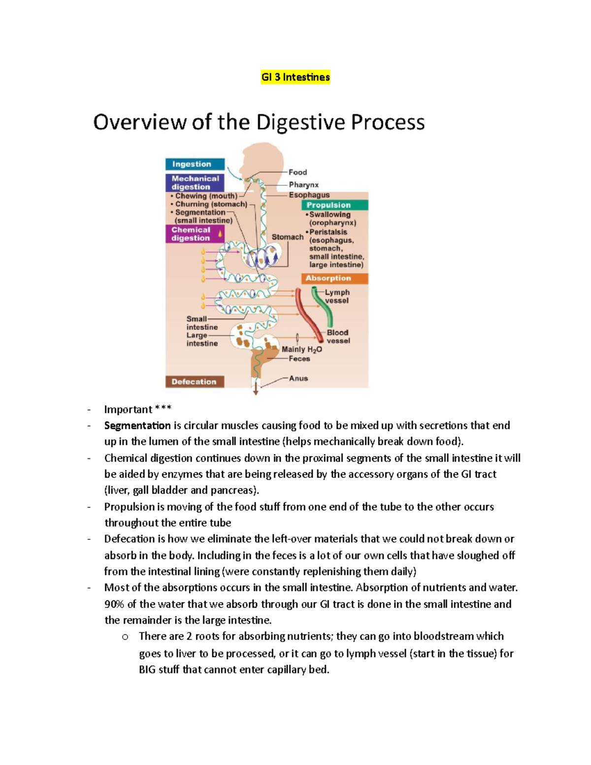 14- GI 3 Intestines - GI 3 Intestines Important *** Segmentation is ...