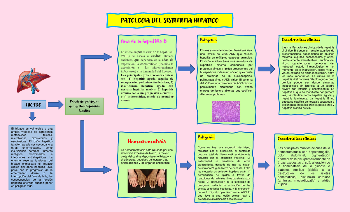 Patologia DEL Higado Y DE LA Vesicula Biliar Valerie Michelle Henriquez ...