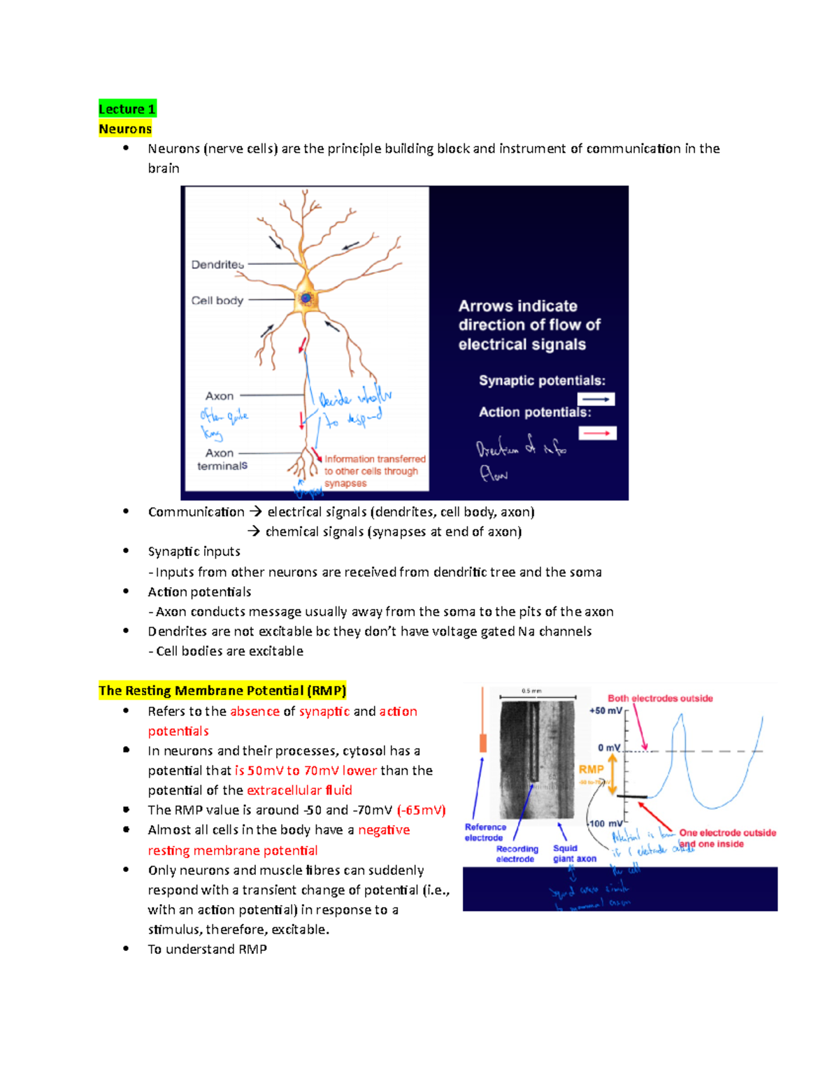 Neurons Notes - Lecture 1 Neurons Neurons (nerve cells) are the ...